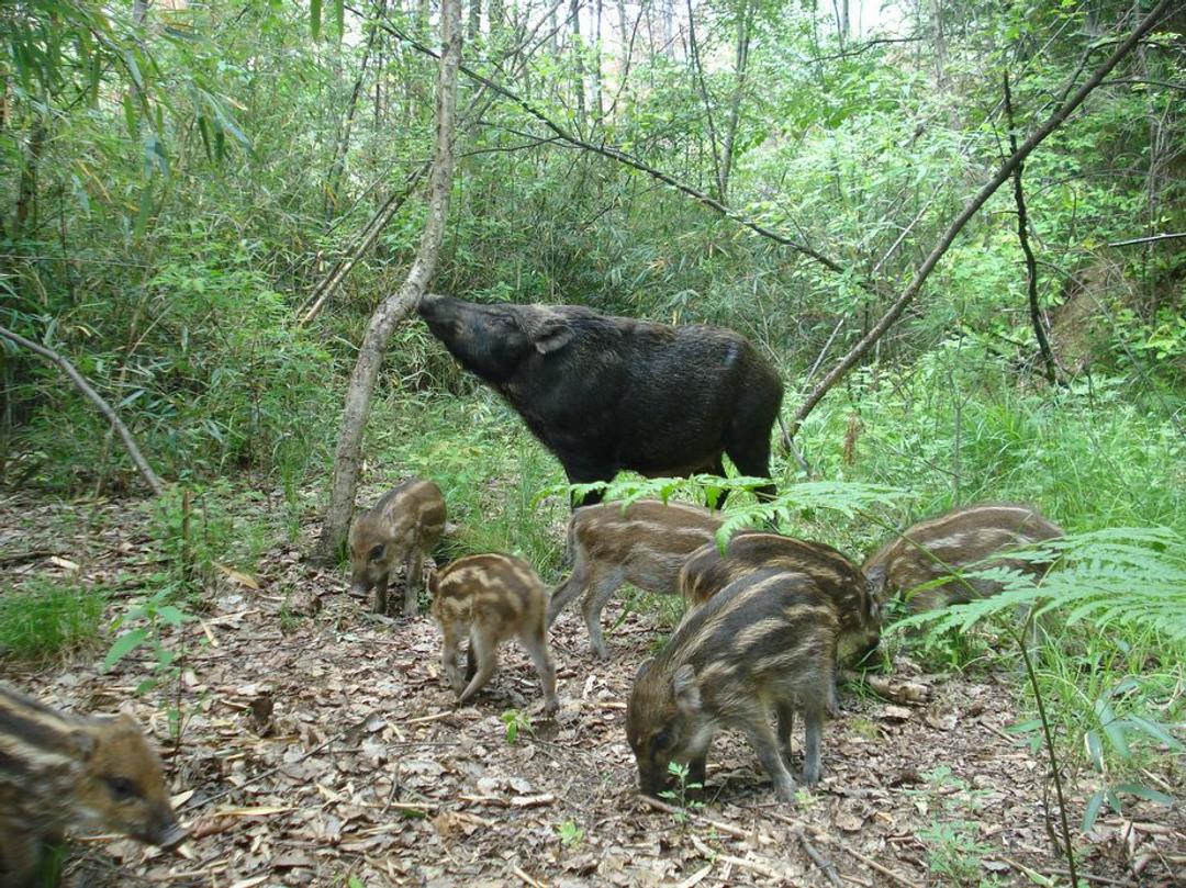 Bokep bocil pamer memek